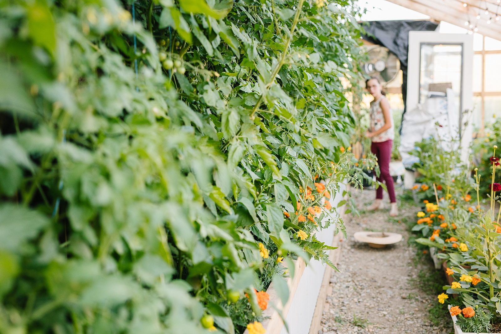 Primrose Flower Farm | Southern Alberta Brand Photographer - Kinsey ...